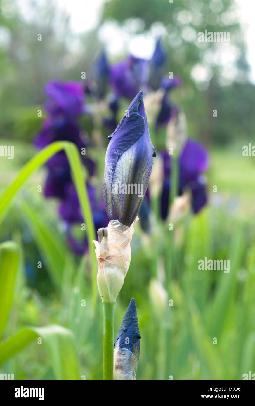 A beautiful bud of Deep Purple Iris on the blurred green background ...
