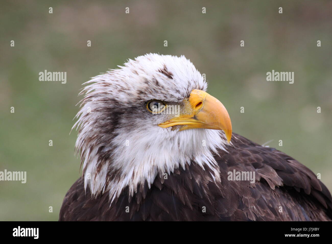 profile portrait beak eagle beaks profile portrait beak eagle beaks ...