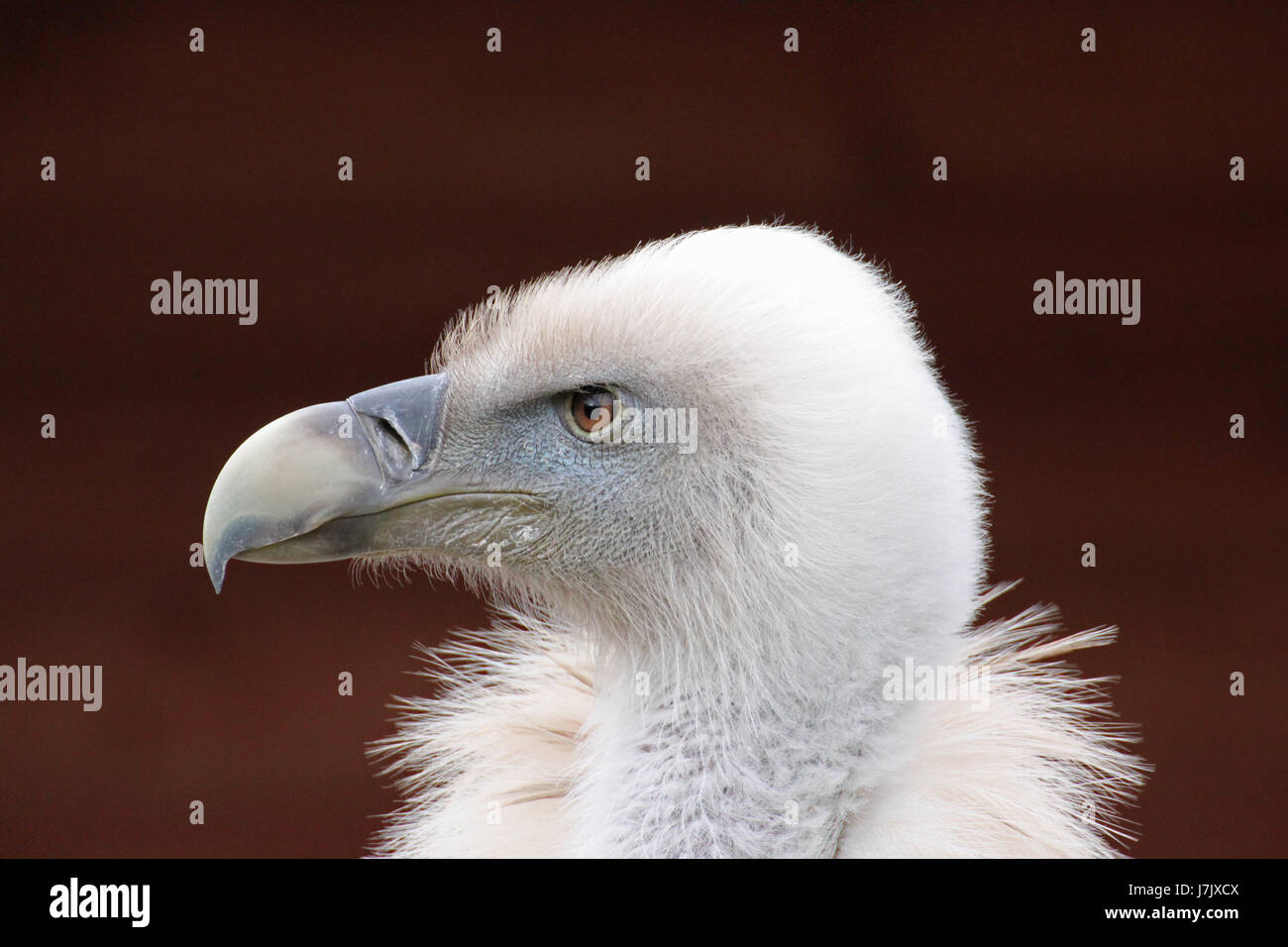 profile portrait raptor beak vulture beaks profile portrait raptor beak ...