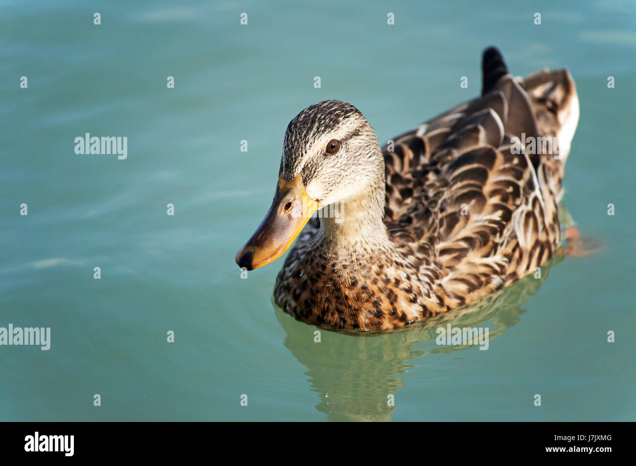 animal bird wild duck mallard fresh water lake inland water water ...