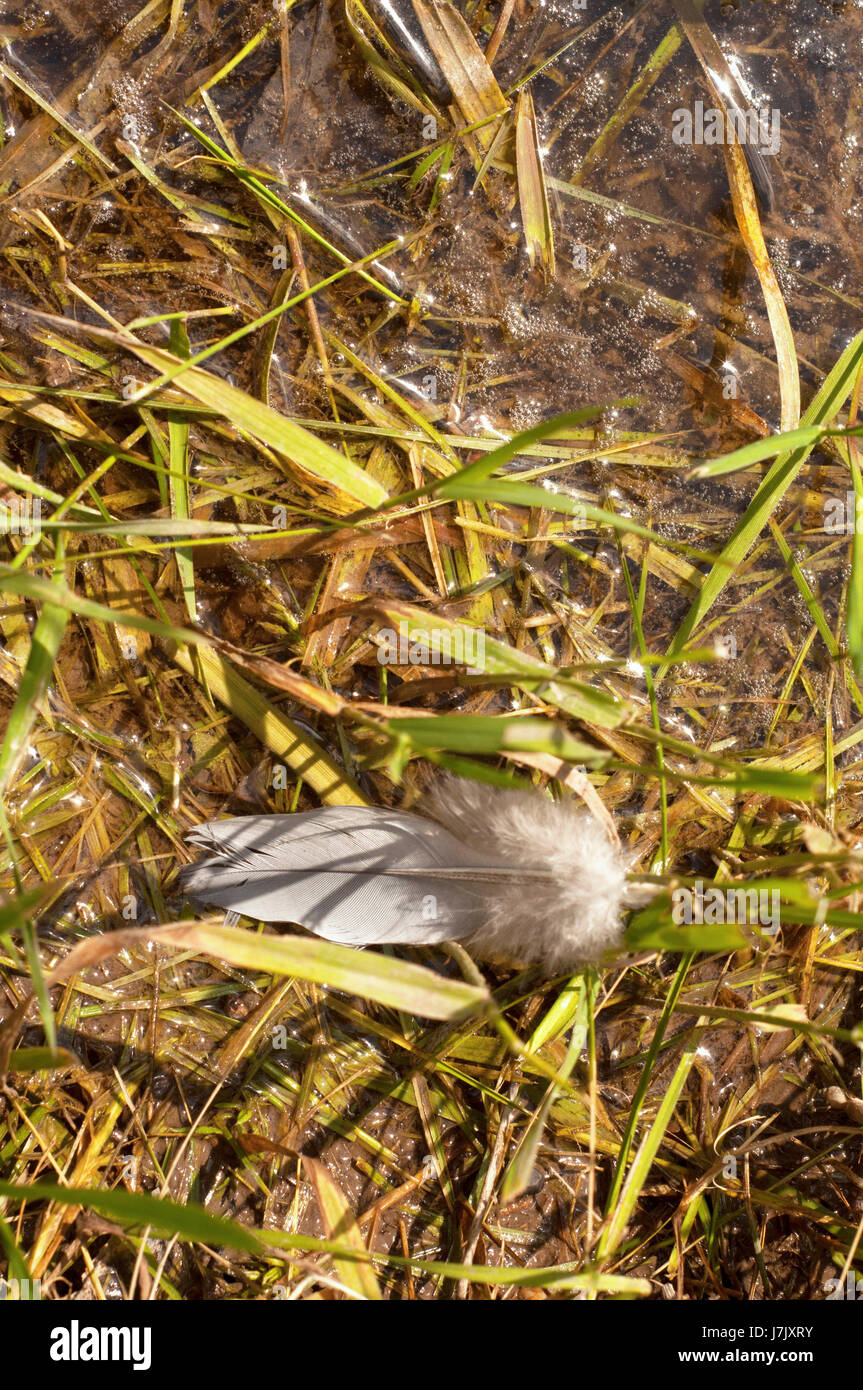 A feather in the water Stock Photo - Alamy