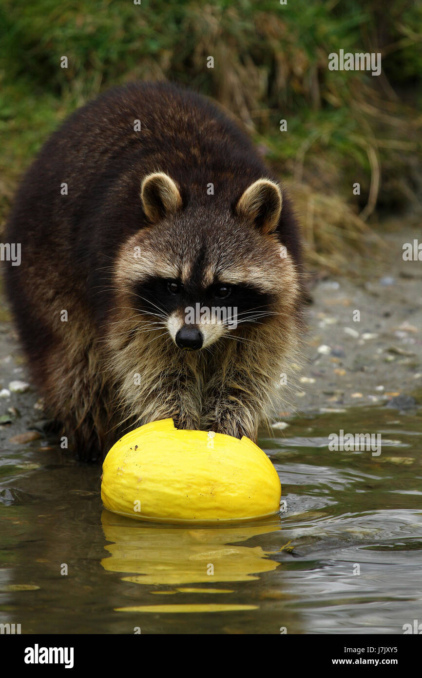 nibble mammal bear predator raccoon coon north america washable food ...