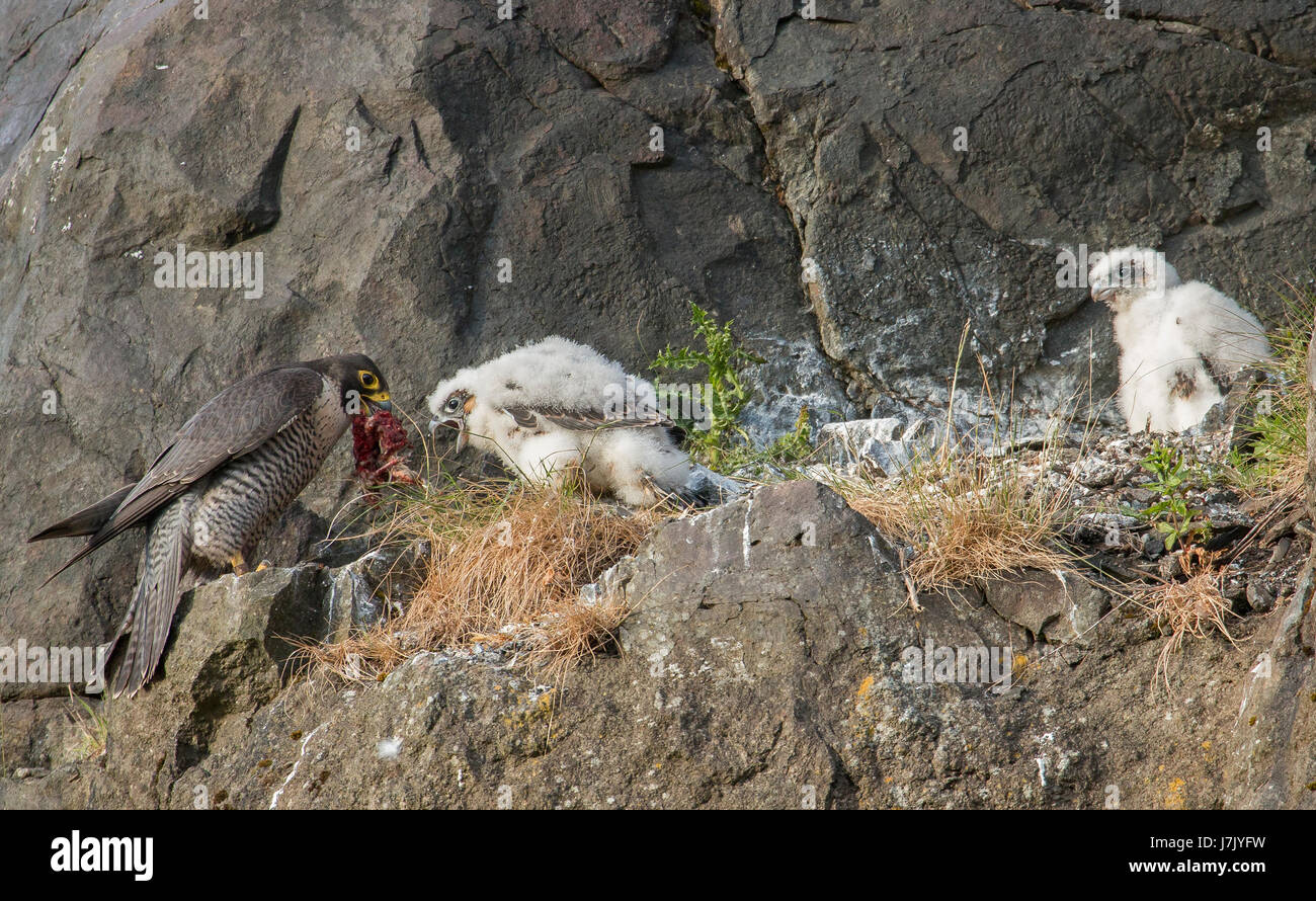 Peregrine falcon uk cliff hi-res stock photography and images - Alamy