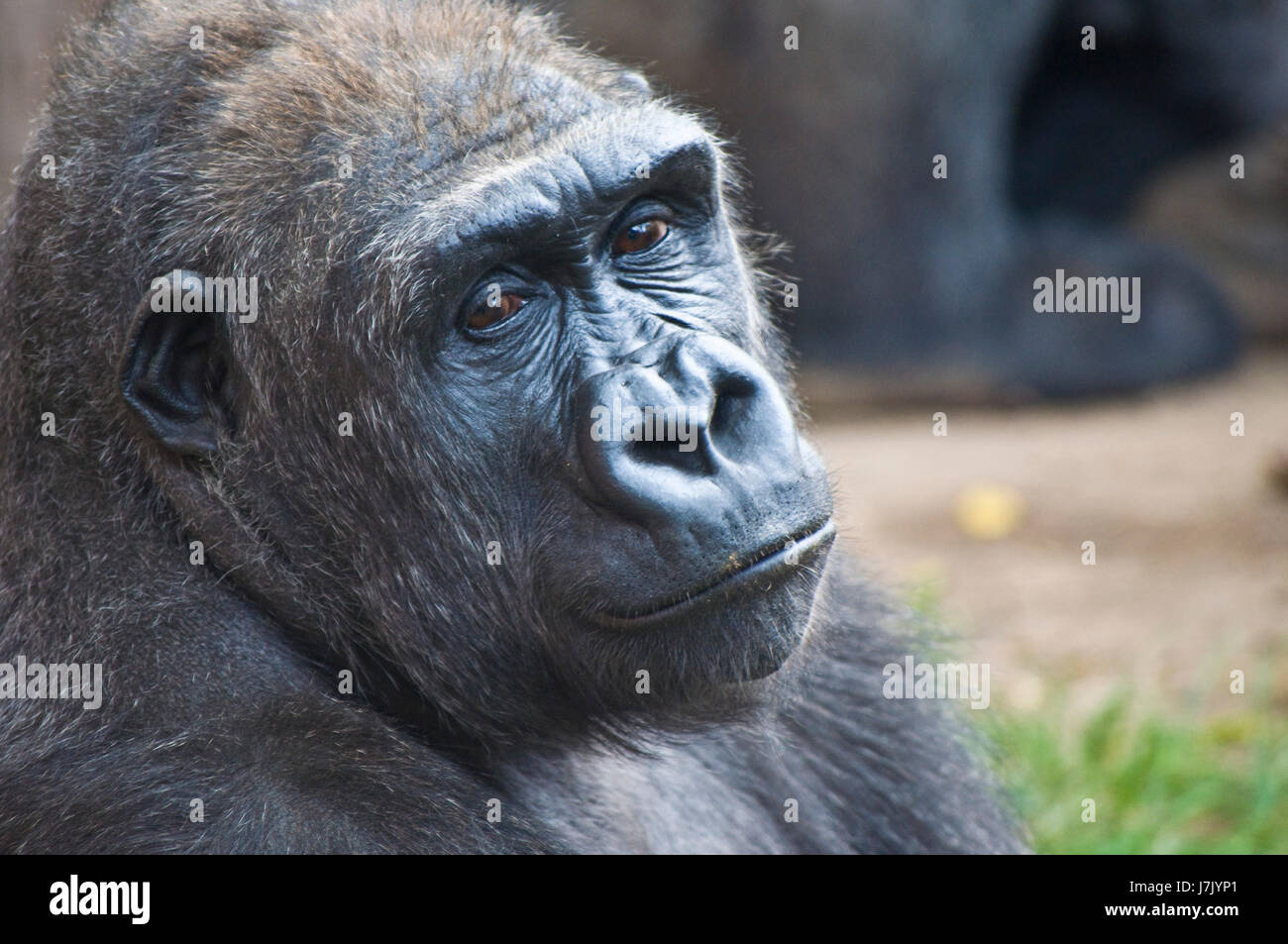 Beast man black and white hi-res stock photography and images - Alamy