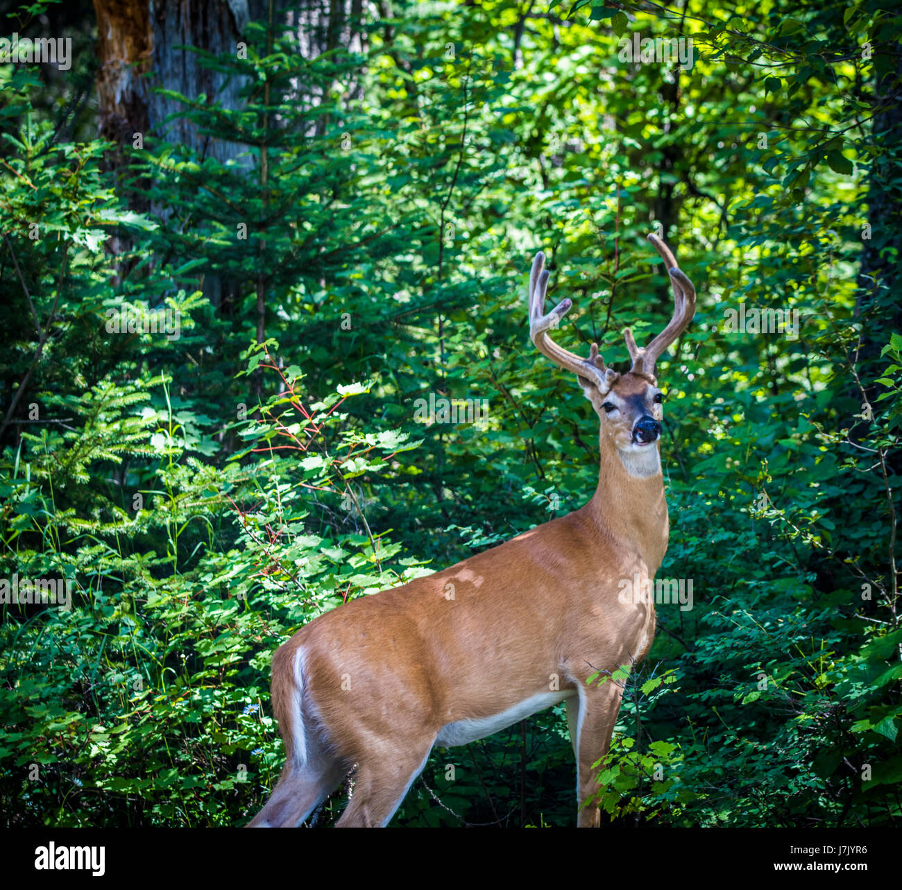 Odocoileus virginianus borealis hi-res stock photography and images - Alamy
