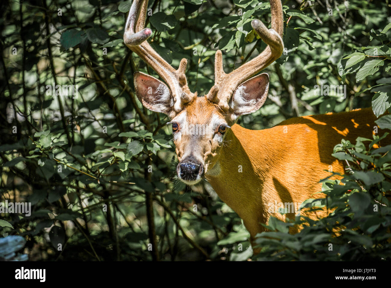 Odocoileus Virginianus Borealis High Resolution Stock Photography and ...