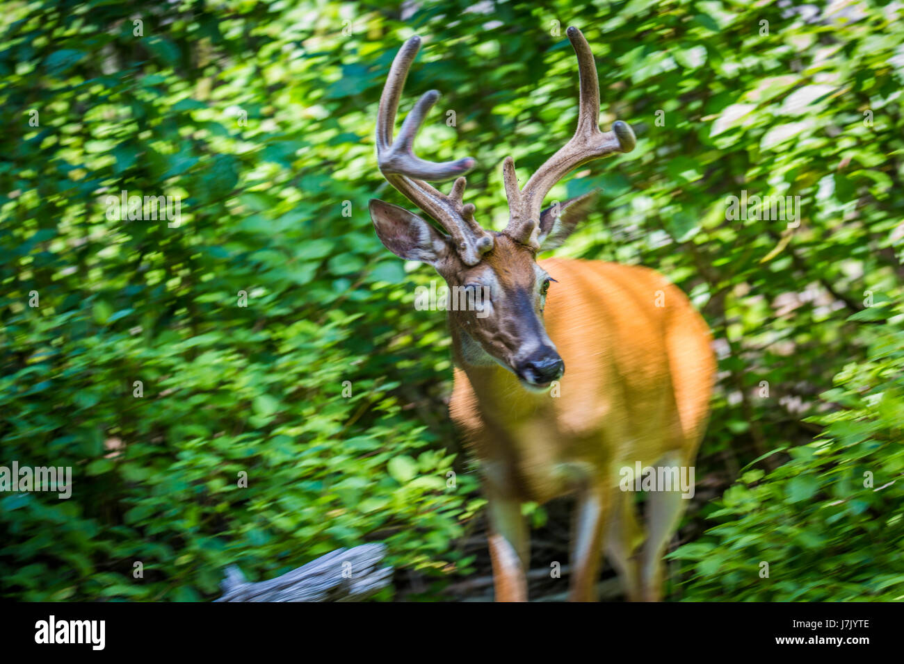 Odocoileus virginianus /O. v. borealis Stock Photo - Alamy