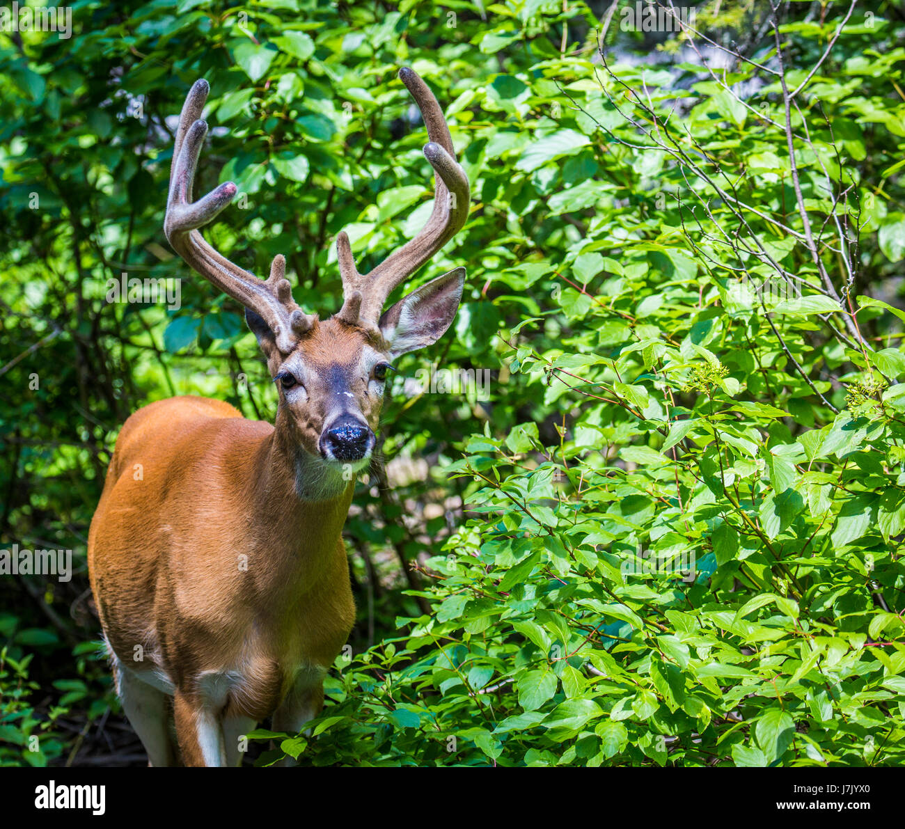 Odocoileus virginianus borealis hi-res stock photography and images - Alamy