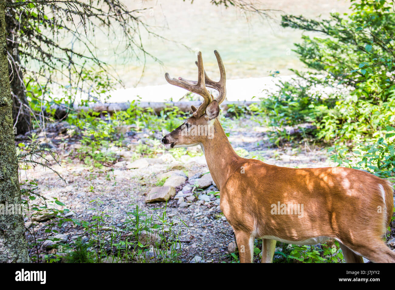 Odocoileus virginianus borealis hi-res stock photography and images - Alamy