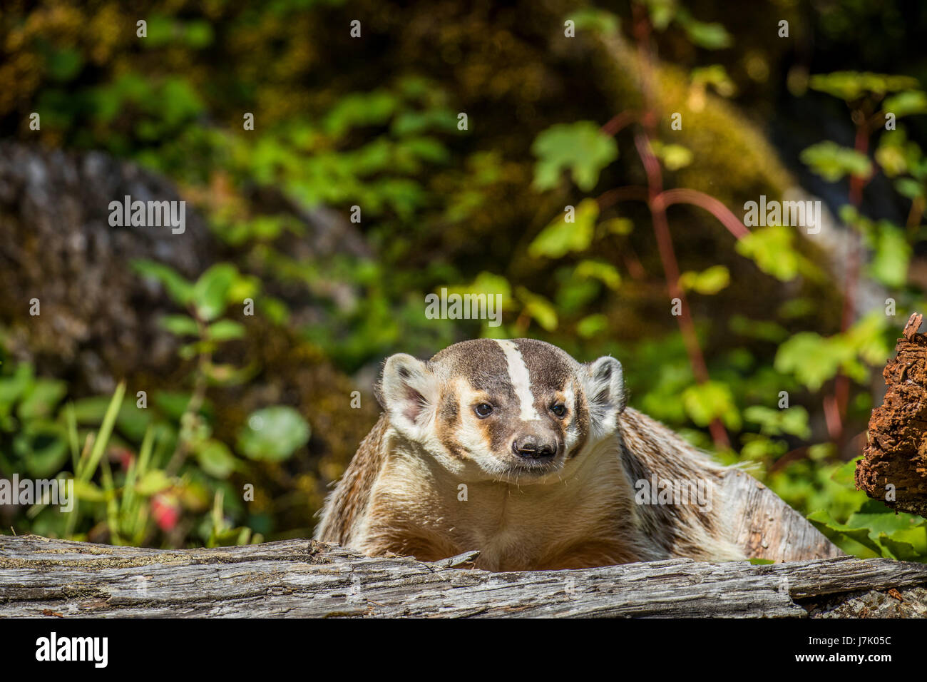American Badger Taxidea taxus Stock Photo - Alamy