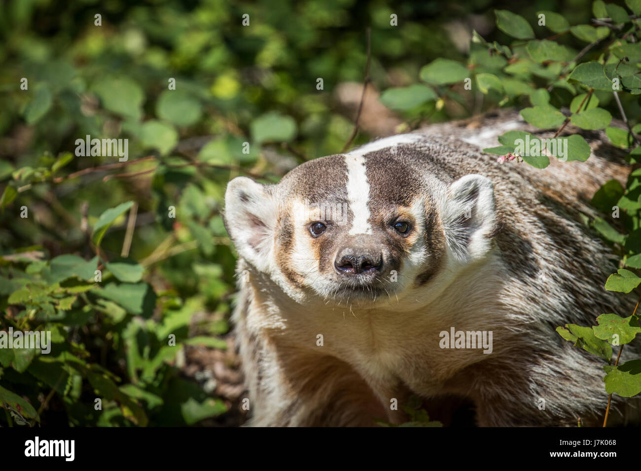American badger log hi-res stock photography and images - Alamy