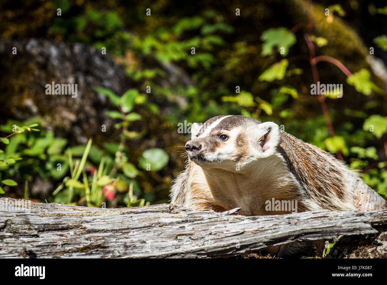 American Badger Taxidea taxus Stock Photo - Alamy