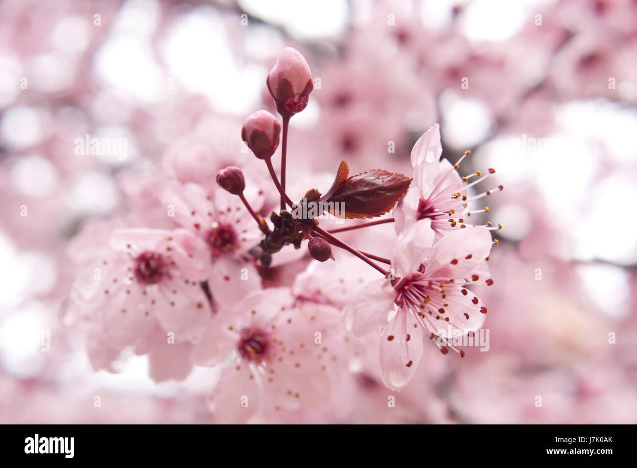 tree garden flower plant bloom blossom flourish flourishing spring ...