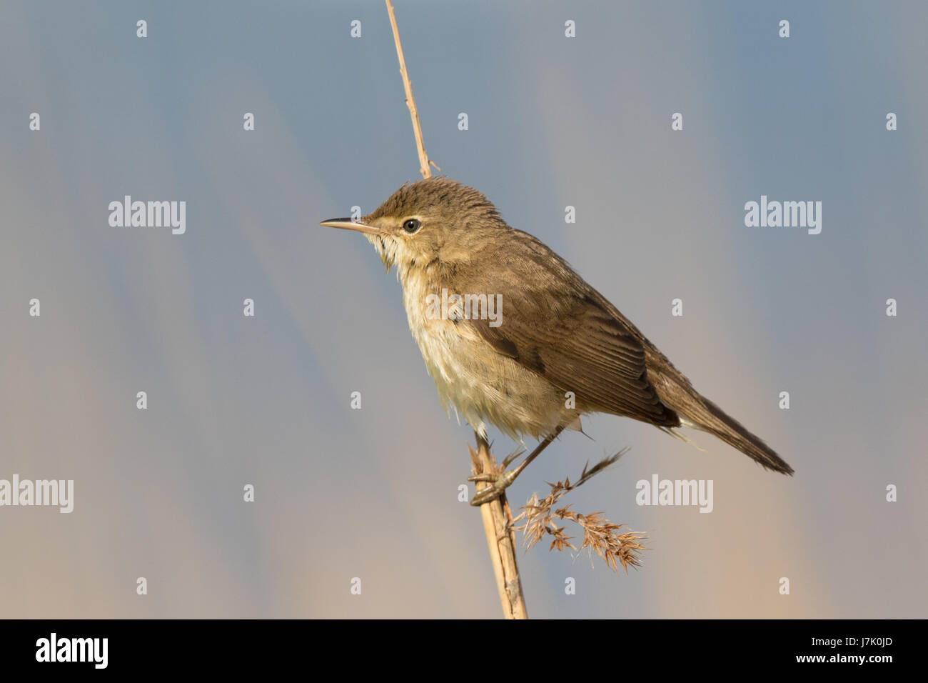 European Reed Warbler (Acrocephalus scirpaceus Stock Photo - Alamy
