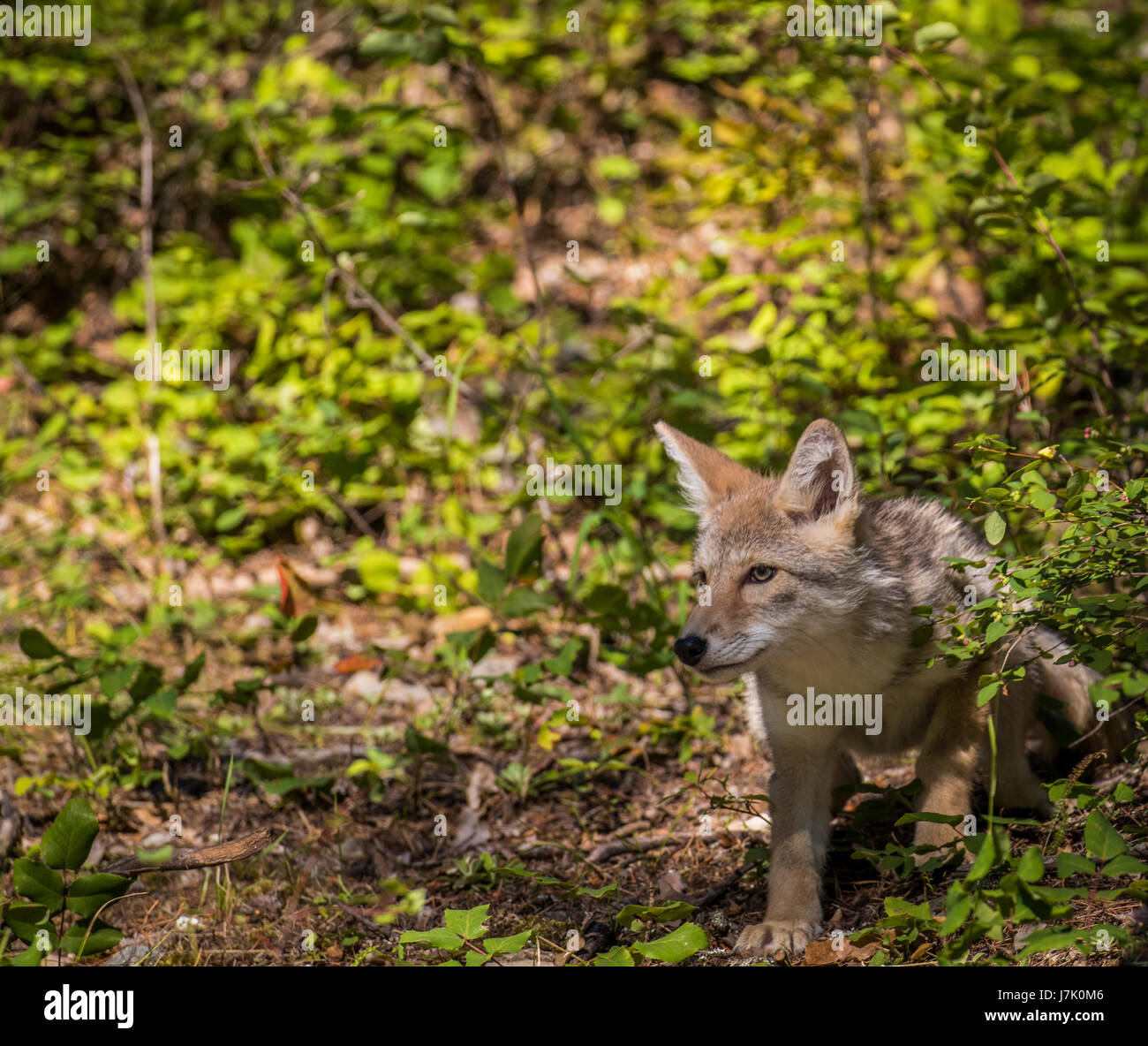 Canis latrans picture hi-res stock photography and images - Alamy