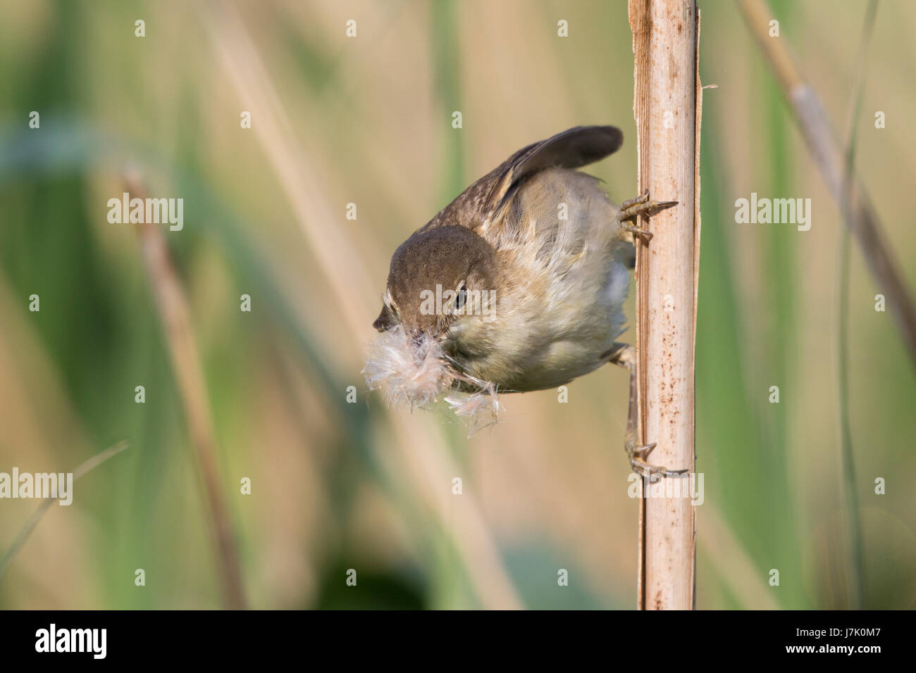 European Reed Warbler (Acrocephalus scirpaceus) collecting nesting ...