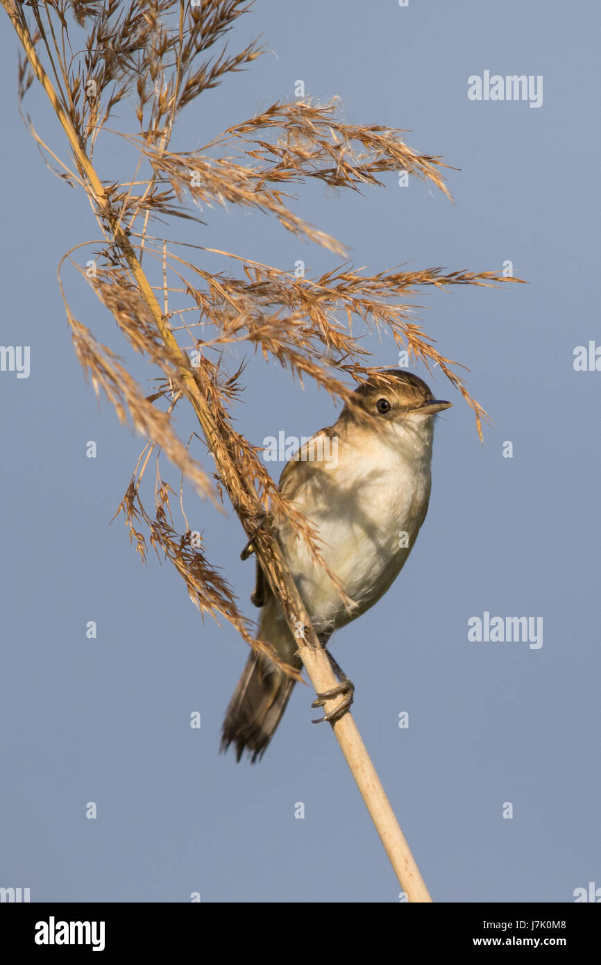 European Reed Warbler (Acrocephalus scirpaceus Stock Photo - Alamy