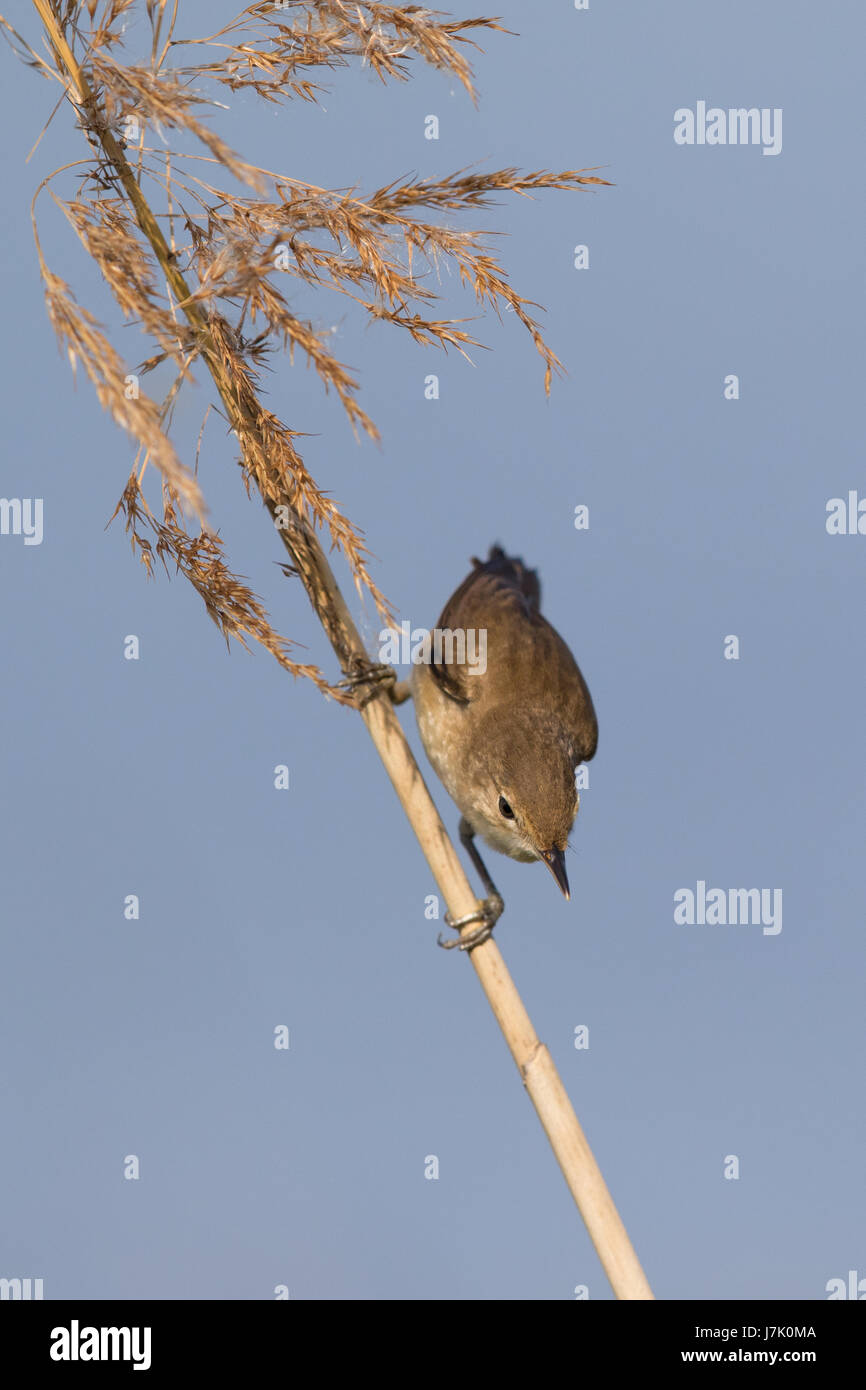 European Reed Warbler (Acrocephalus scirpaceus Stock Photo - Alamy