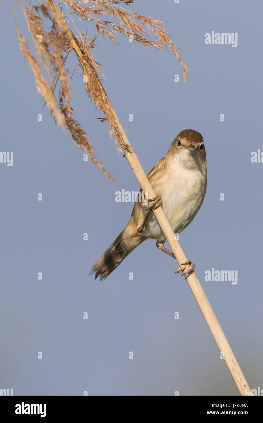 European Reed Warbler (Acrocephalus scirpaceus Stock Photo - Alamy