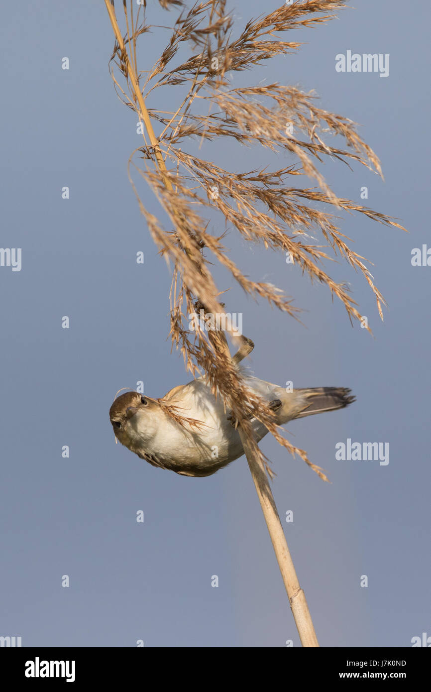 European Reed Warbler (Acrocephalus scirpaceus) collecting nesting ...