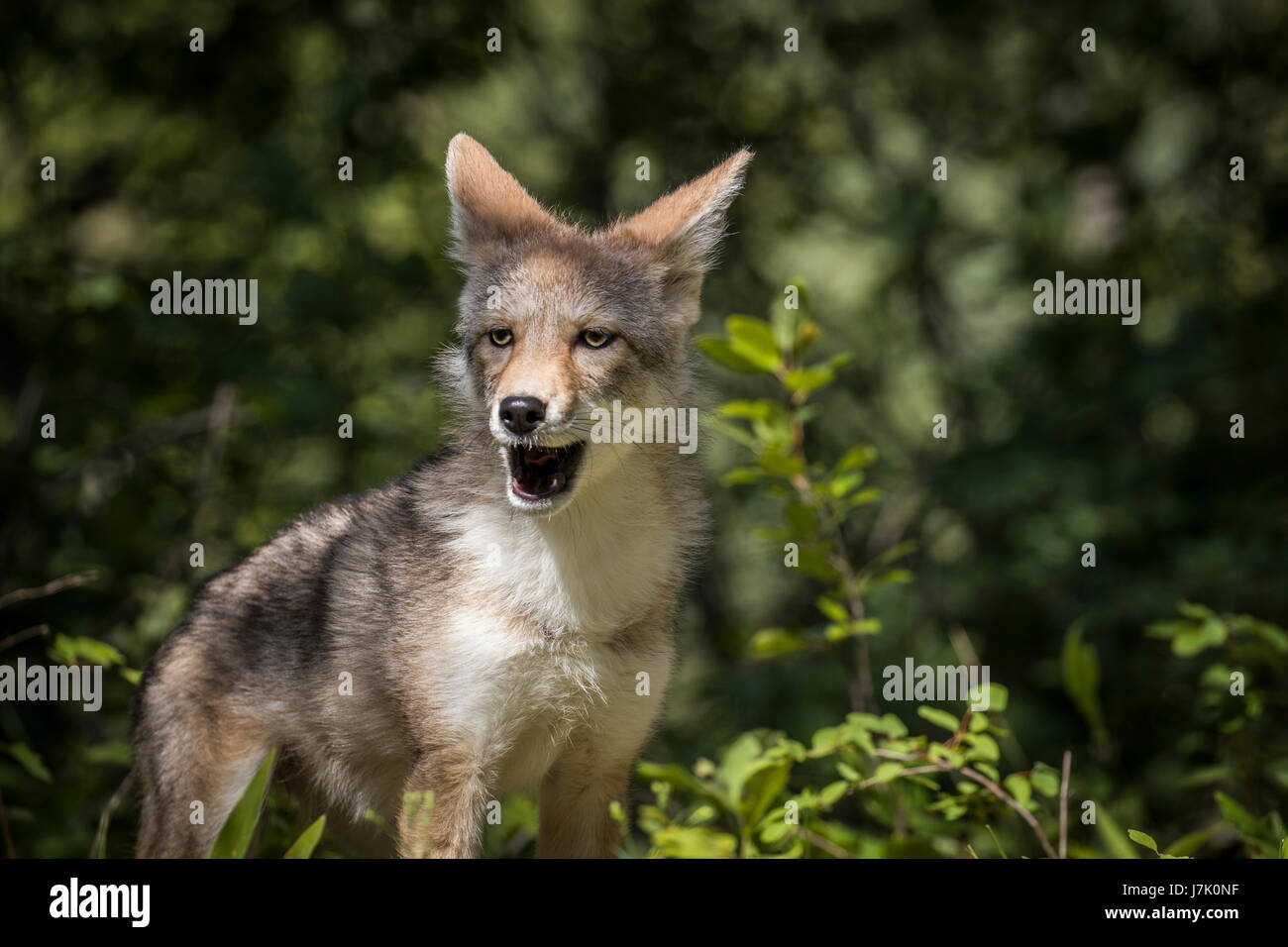 Canis latrans picture hi-res stock photography and images - Alamy