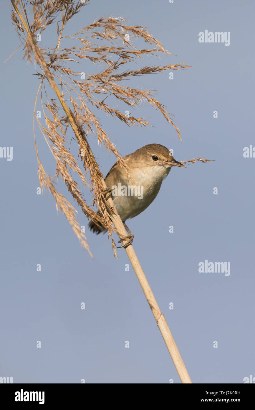 European Reed Warbler (Acrocephalus scirpaceus) collecting nesting ...