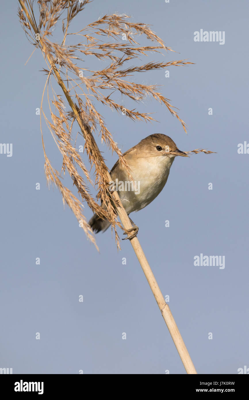 European Reed Warbler (Acrocephalus scirpaceus) collecting nesting ...