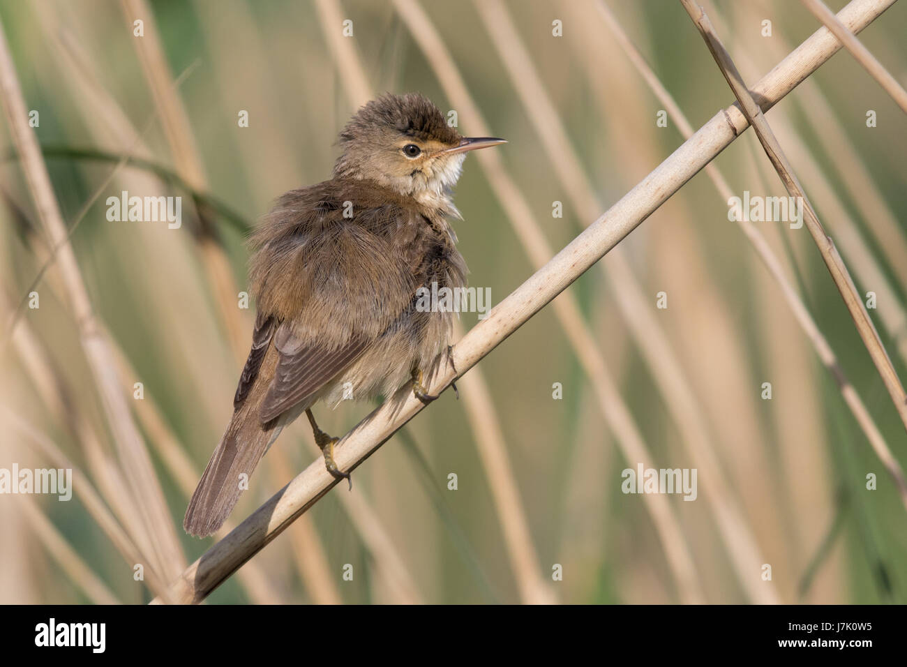 European Reed Warbler (Acrocephalus scirpaceus Stock Photo - Alamy