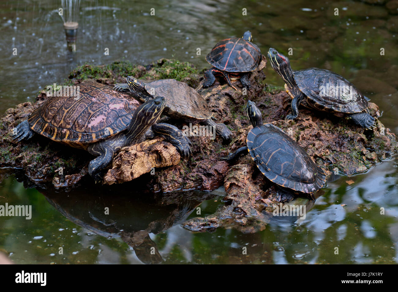 Reptile reptiles hi-res stock photography and images - Alamy