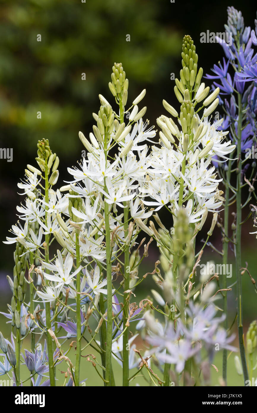 Stand of predominently white flowered Camassia leichtlinii in a hybrid ...
