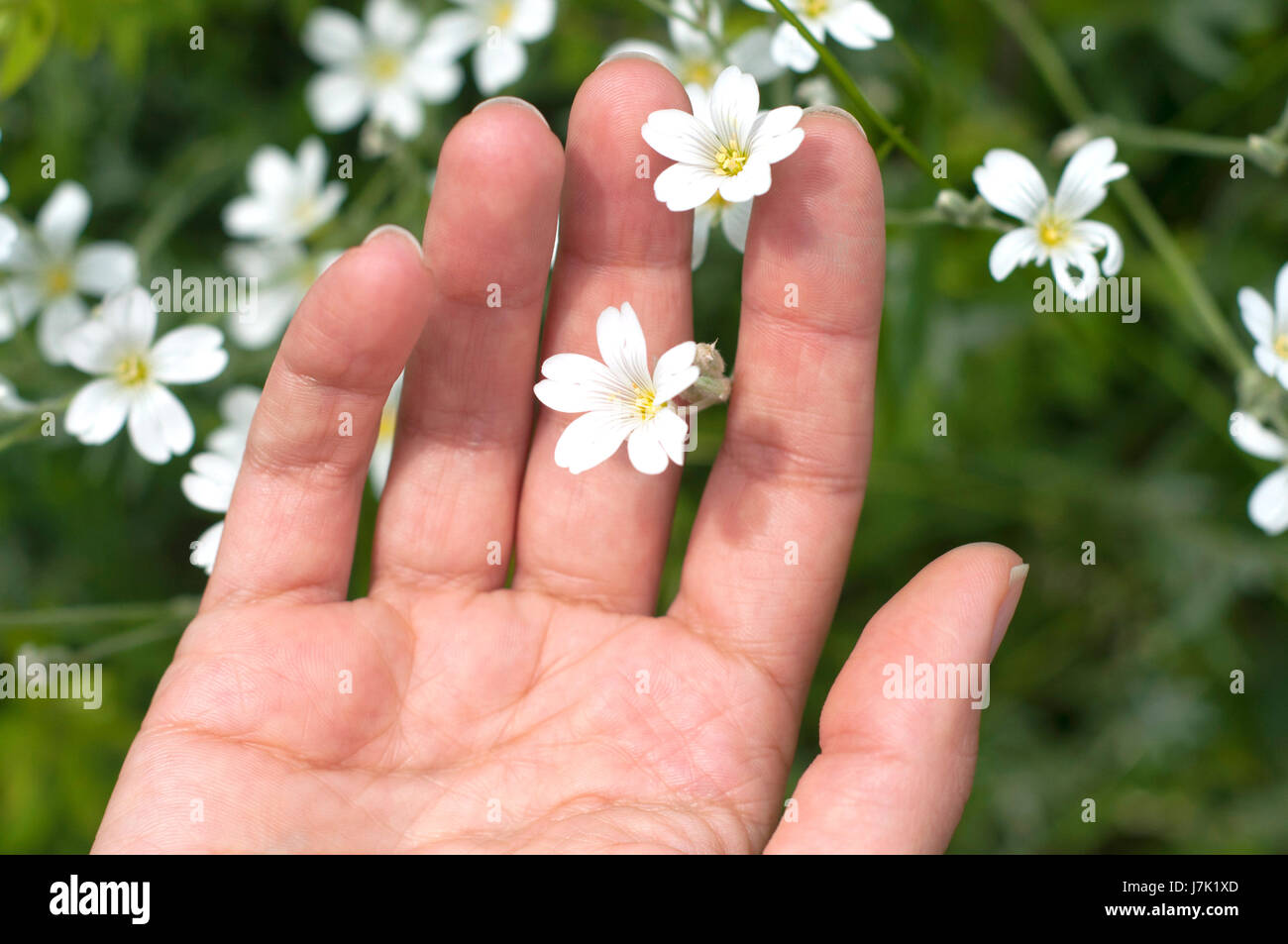 Beautiful small white flowers in the opened hand of a young lady Stock ...