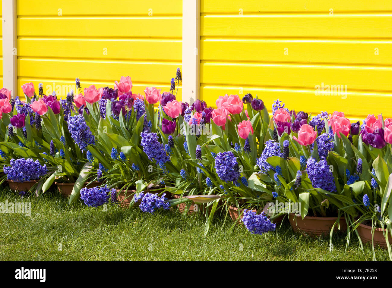 gardens park garden flower plant flowers flora botany europe tulips ...