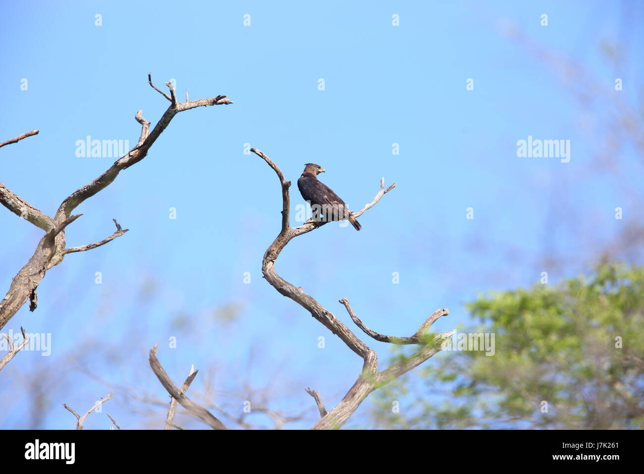 Crowned eagle (Stephanoaetus coronatus) in Zambia Stock Photo - Alamy