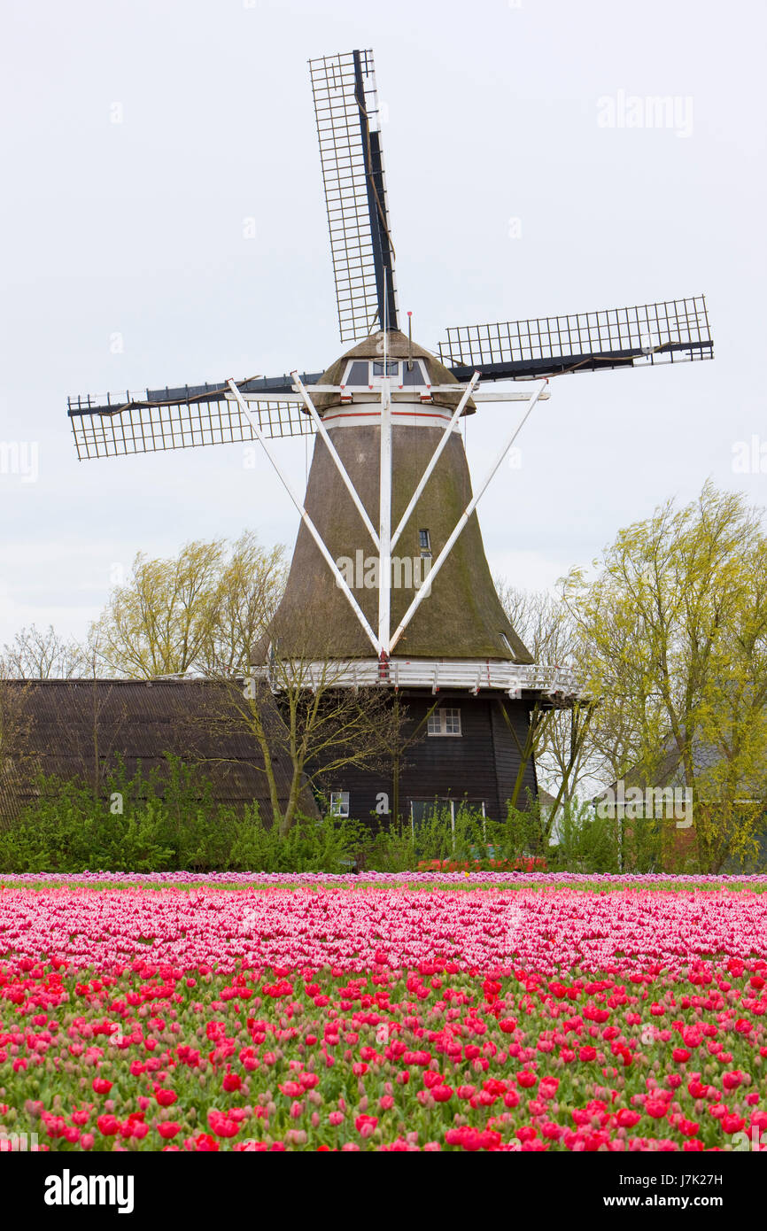 windmill travel flower plant field flowers flora botany europe tulips ...