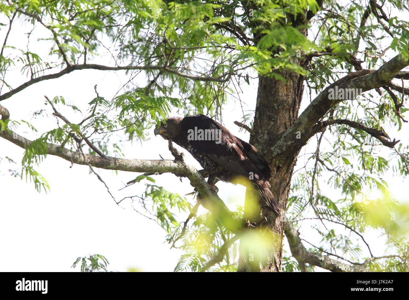 Crowned eagle (Stephanoaetus coronatus) in Zambia Stock Photo - Alamy