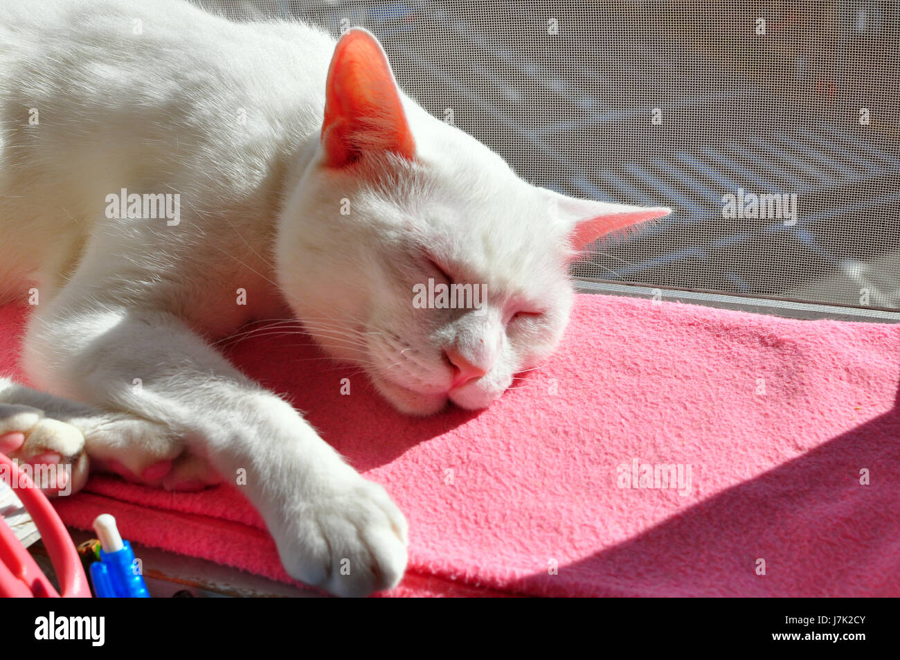A white cat taking a nap in the sunlight by a window on a pink blanket ...