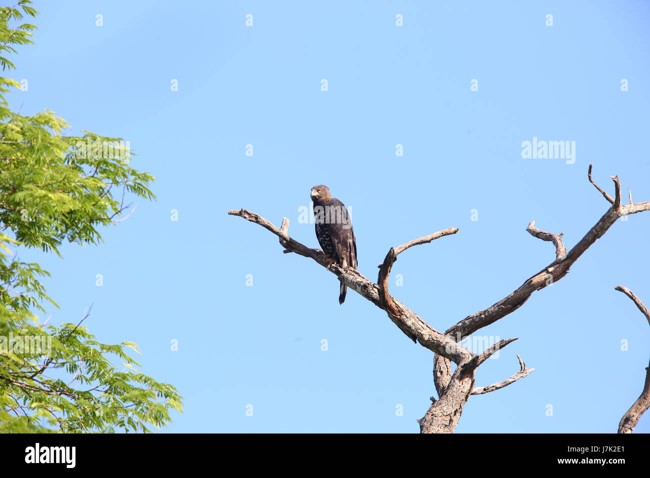 Crowned eagle (Stephanoaetus coronatus) in Zambia Stock Photo - Alamy
