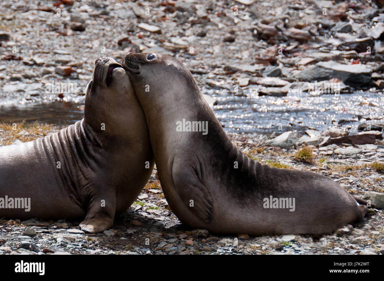 Two seals kissing hi-res stock photography and images - Alamy