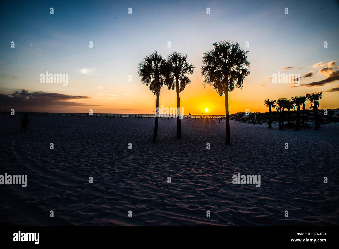 Sunset over Clearwater , Florida beach. Palm trees and seagulls Stock ...