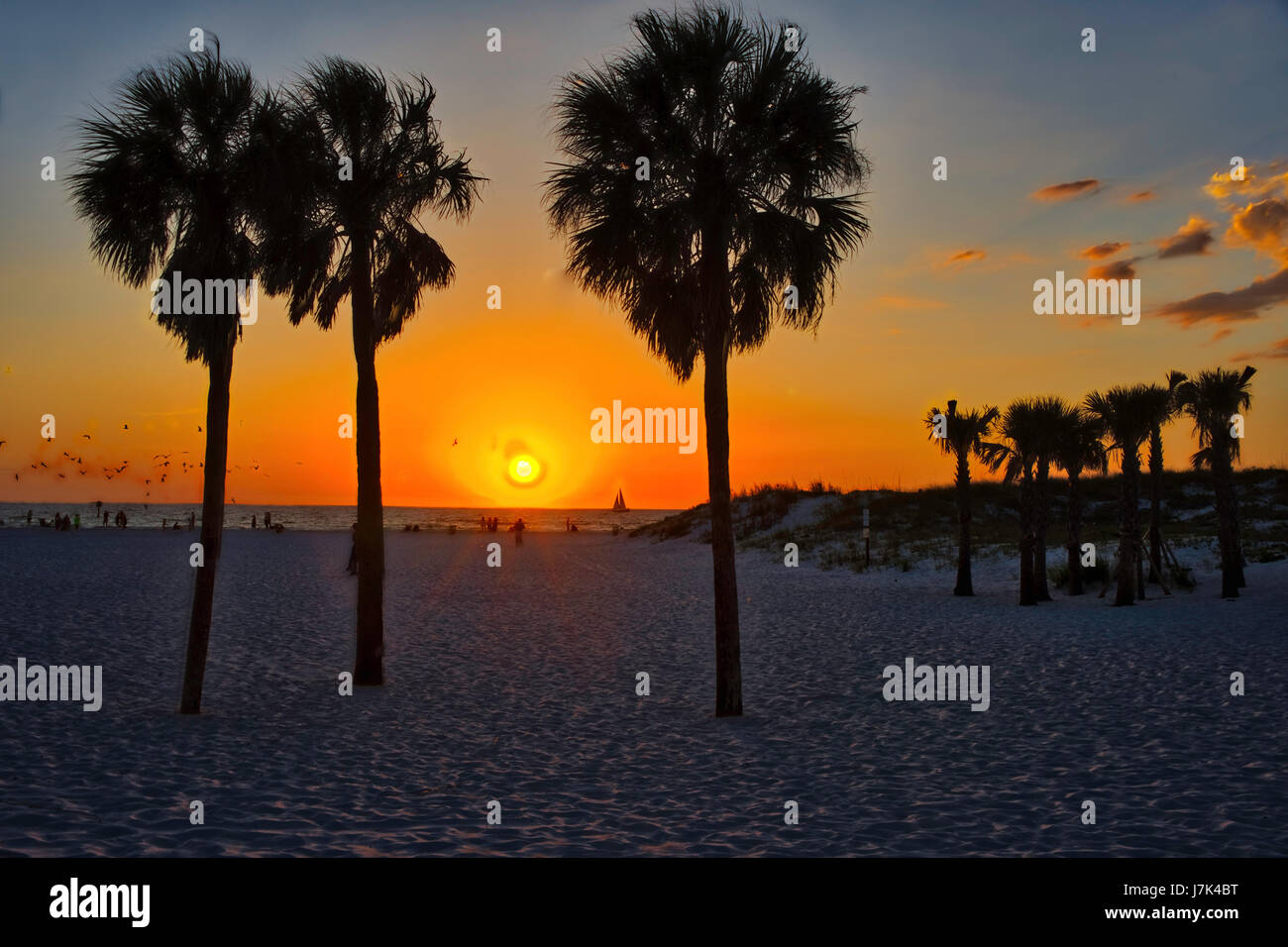 Sunset over Clearwater , Florida beach. Palm trees and seagulls Stock ...