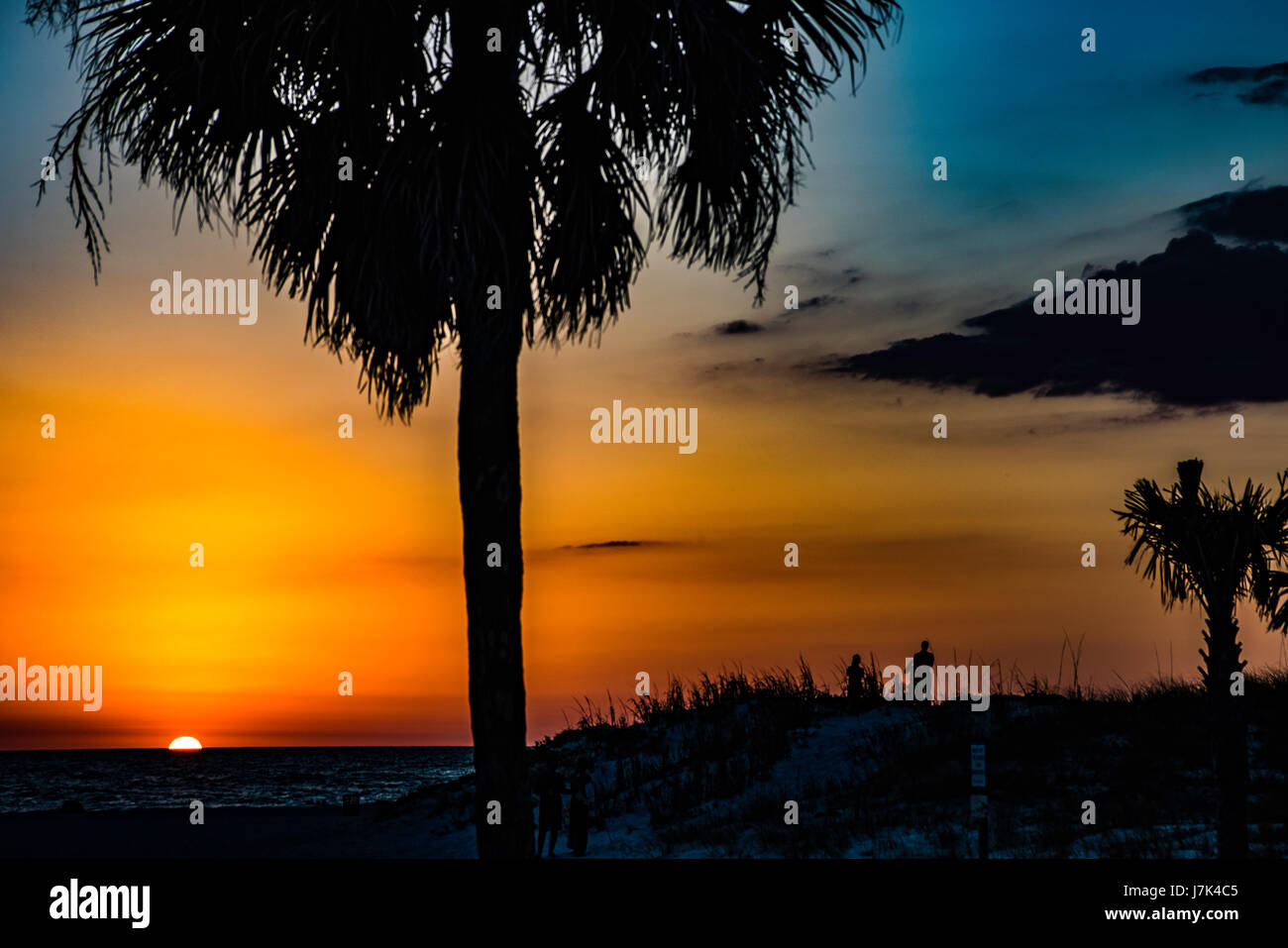Sunset over Clearwater , Florida beach. Palm trees and seagulls Stock ...