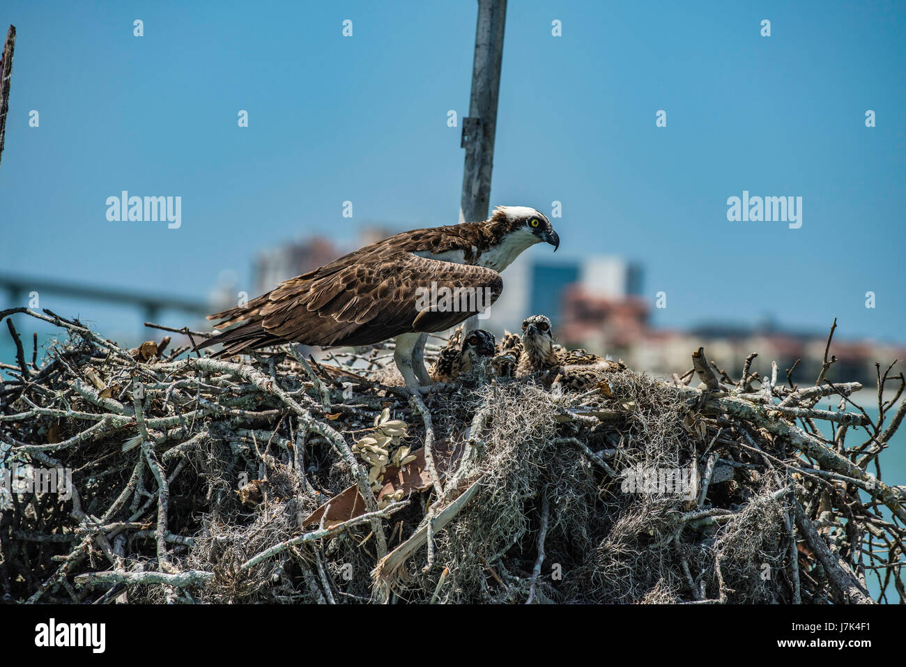 Osprey, hawk, nest with babies Stock Photo - Alamy