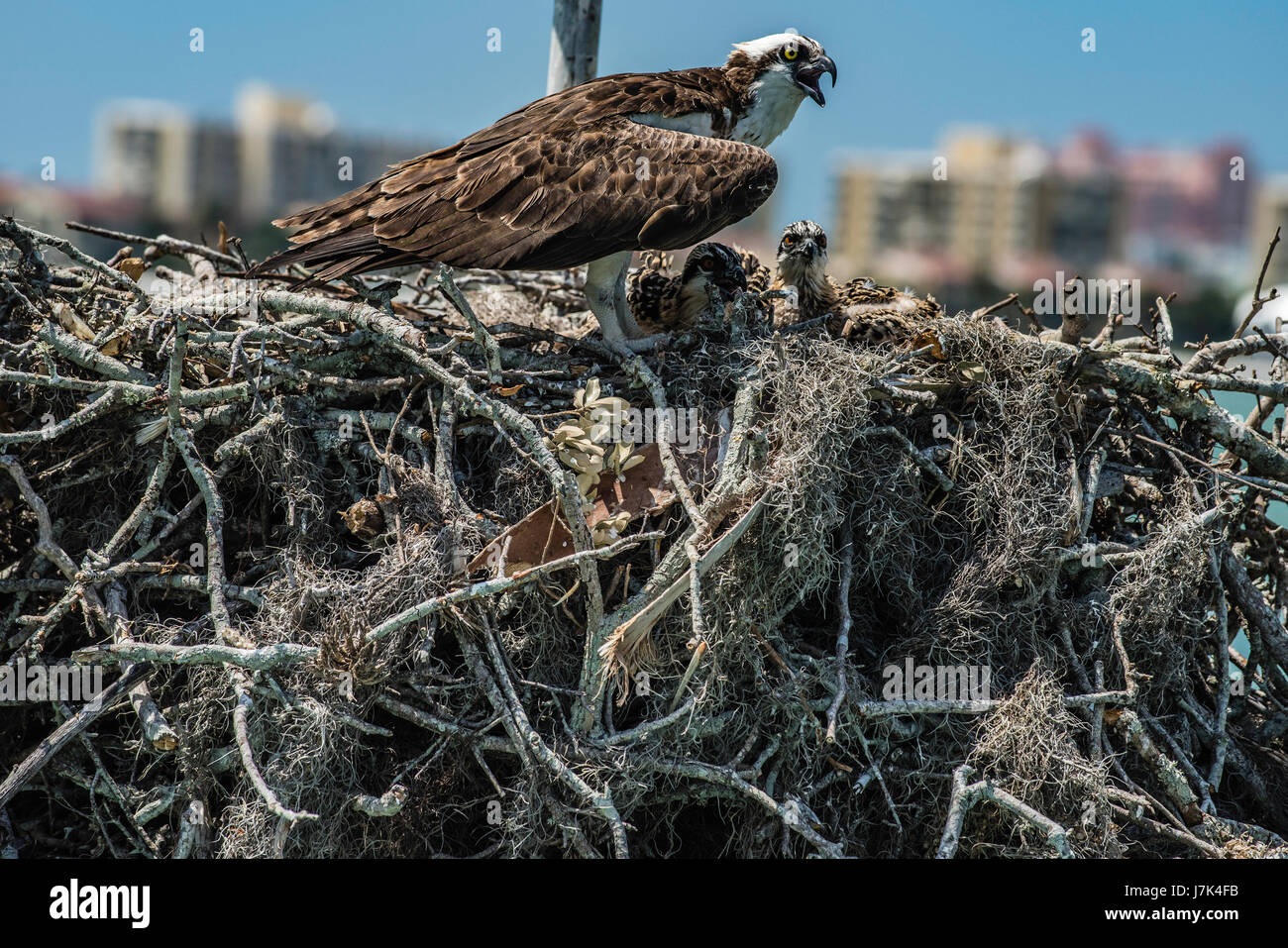 Osprey, hawk, nest with babies Stock Photo - Alamy