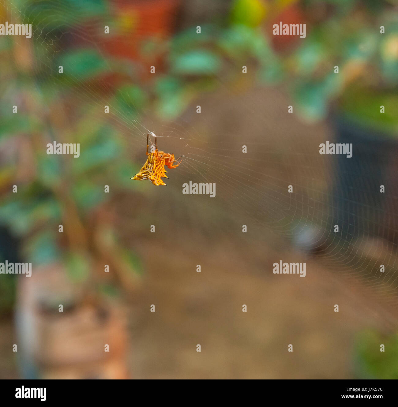 Spider Hanging From Web High Resolution Stock Photography and Images ...