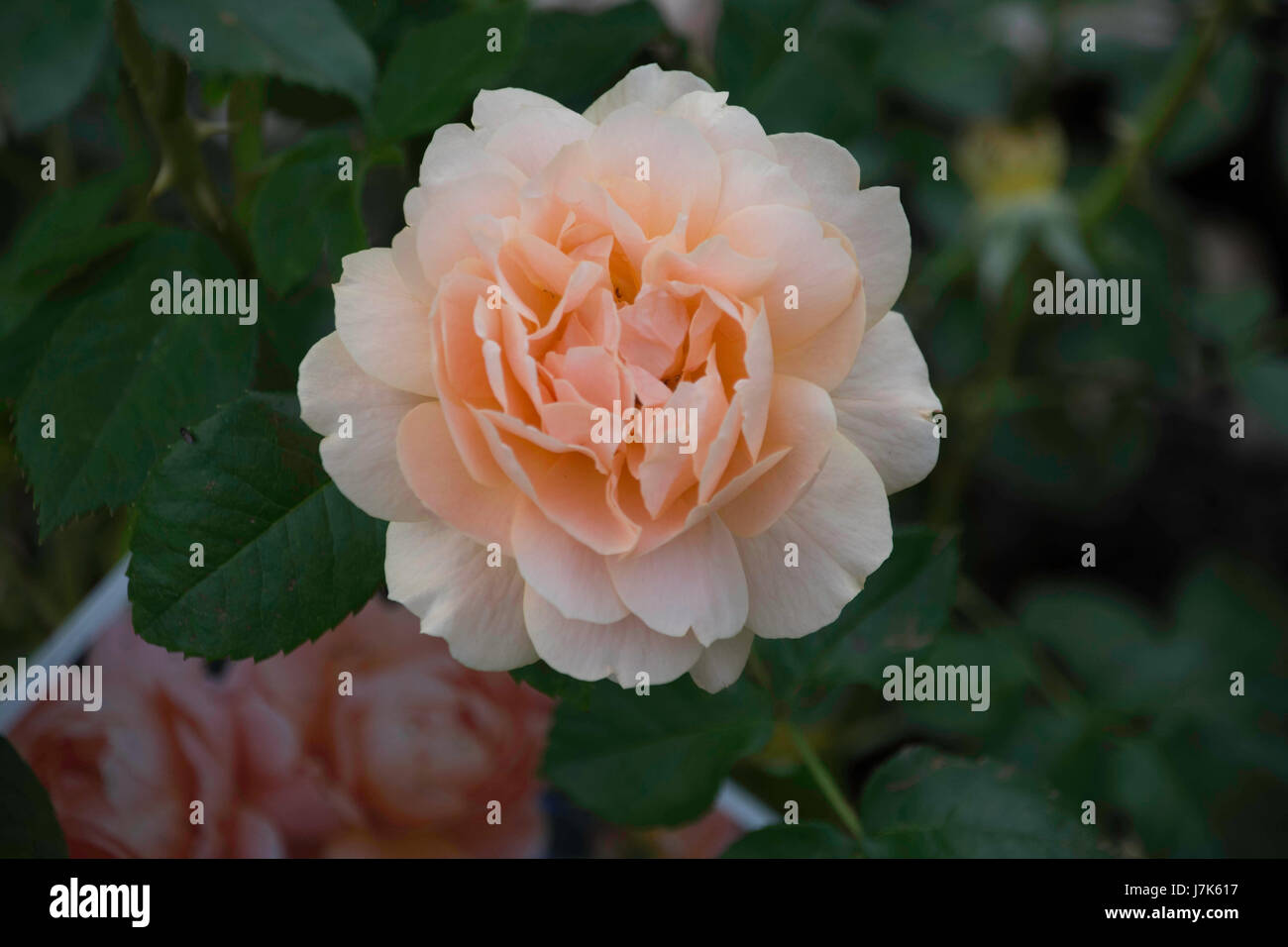 Ornamental rose rosa city of york hi-res stock photography and images ...