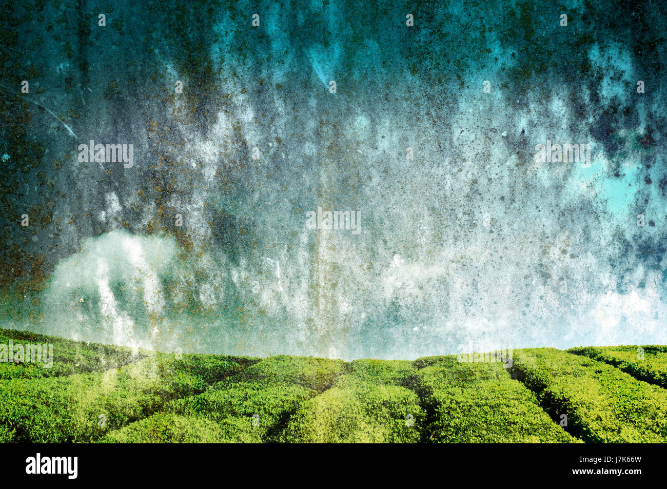 blue tea leaf eco environment enviroment tree trees hill asia ...