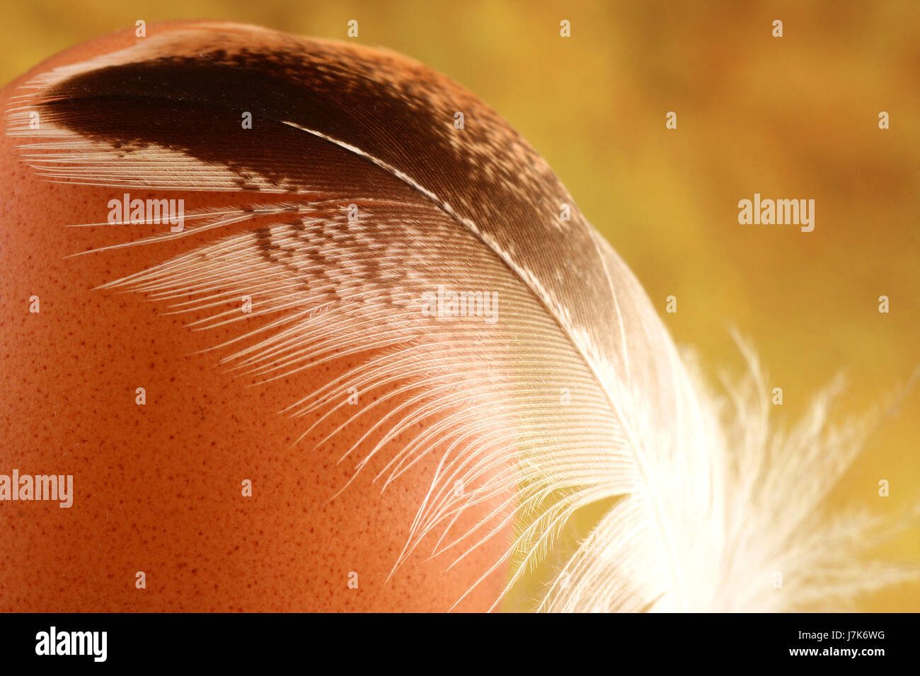 egg with feather Stock Photo - Alamy