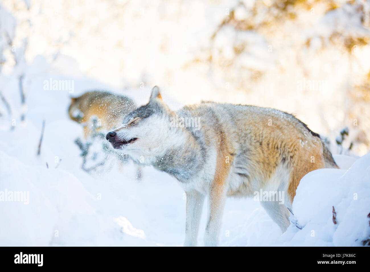 Wolf shake off snow in beautiful winter forest Stock Photo - Alamy