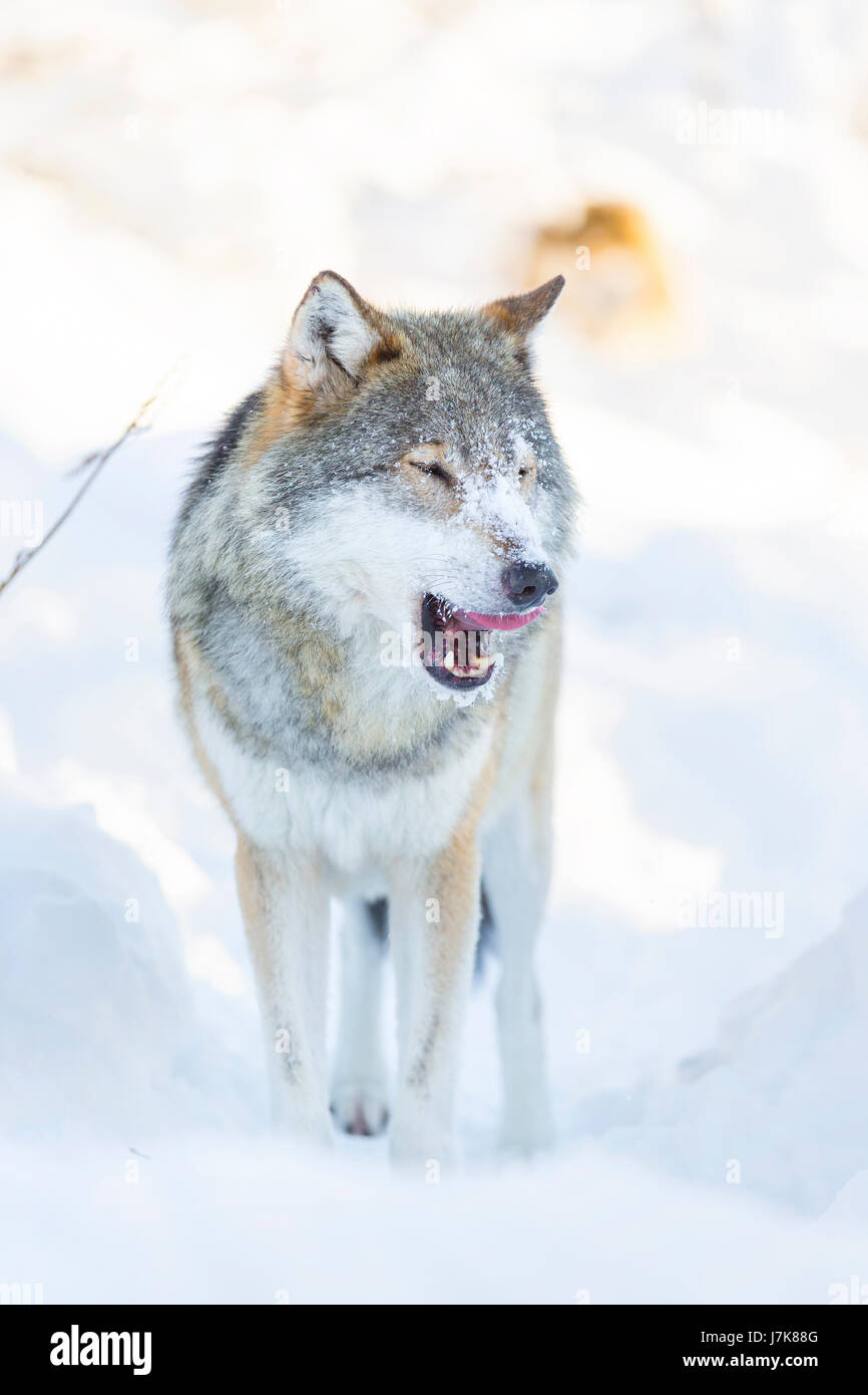 Cleaning in the forest hi-res stock photography and images - Alamy