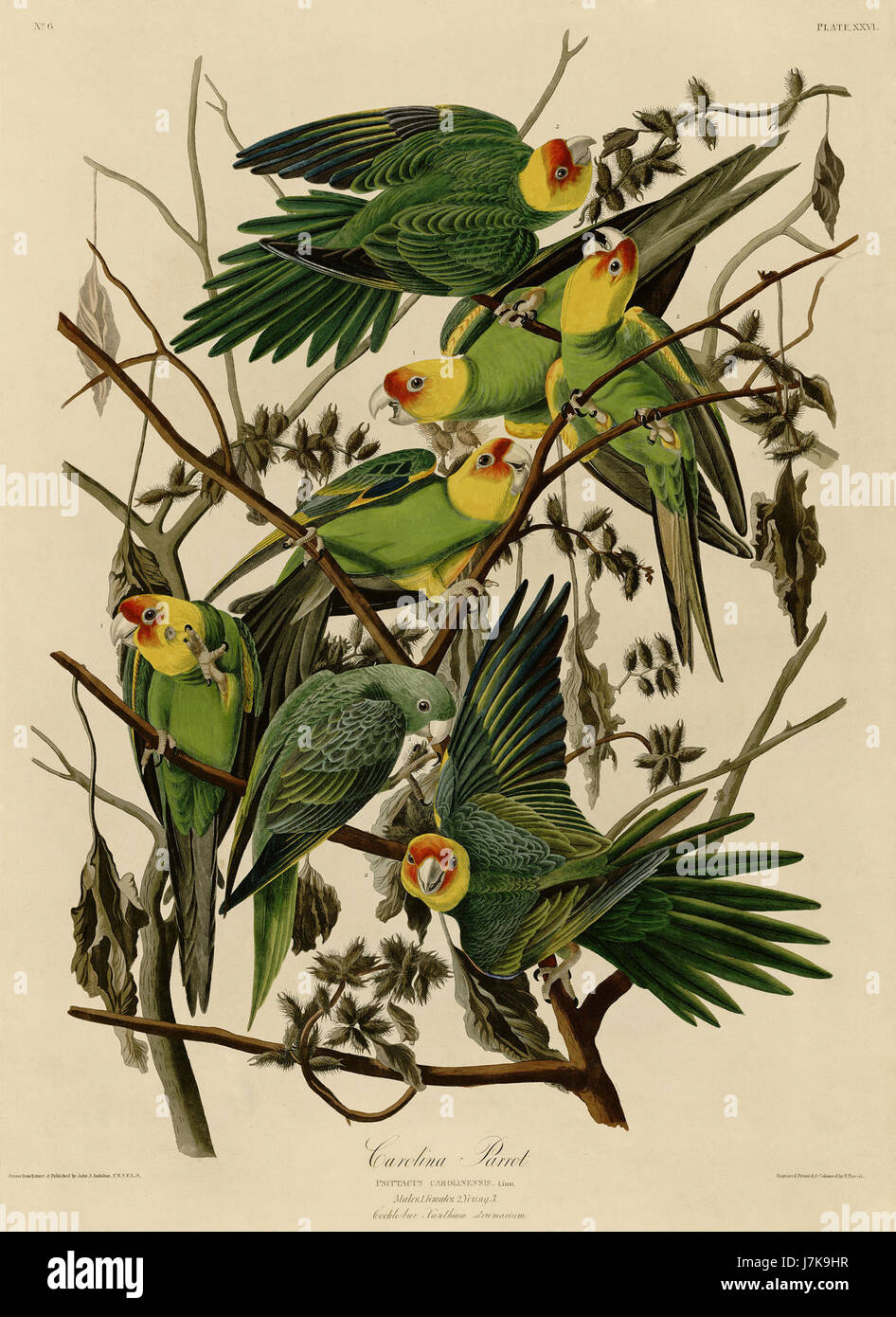 Carolina Parrot (Audubon Stock Photo - Alamy